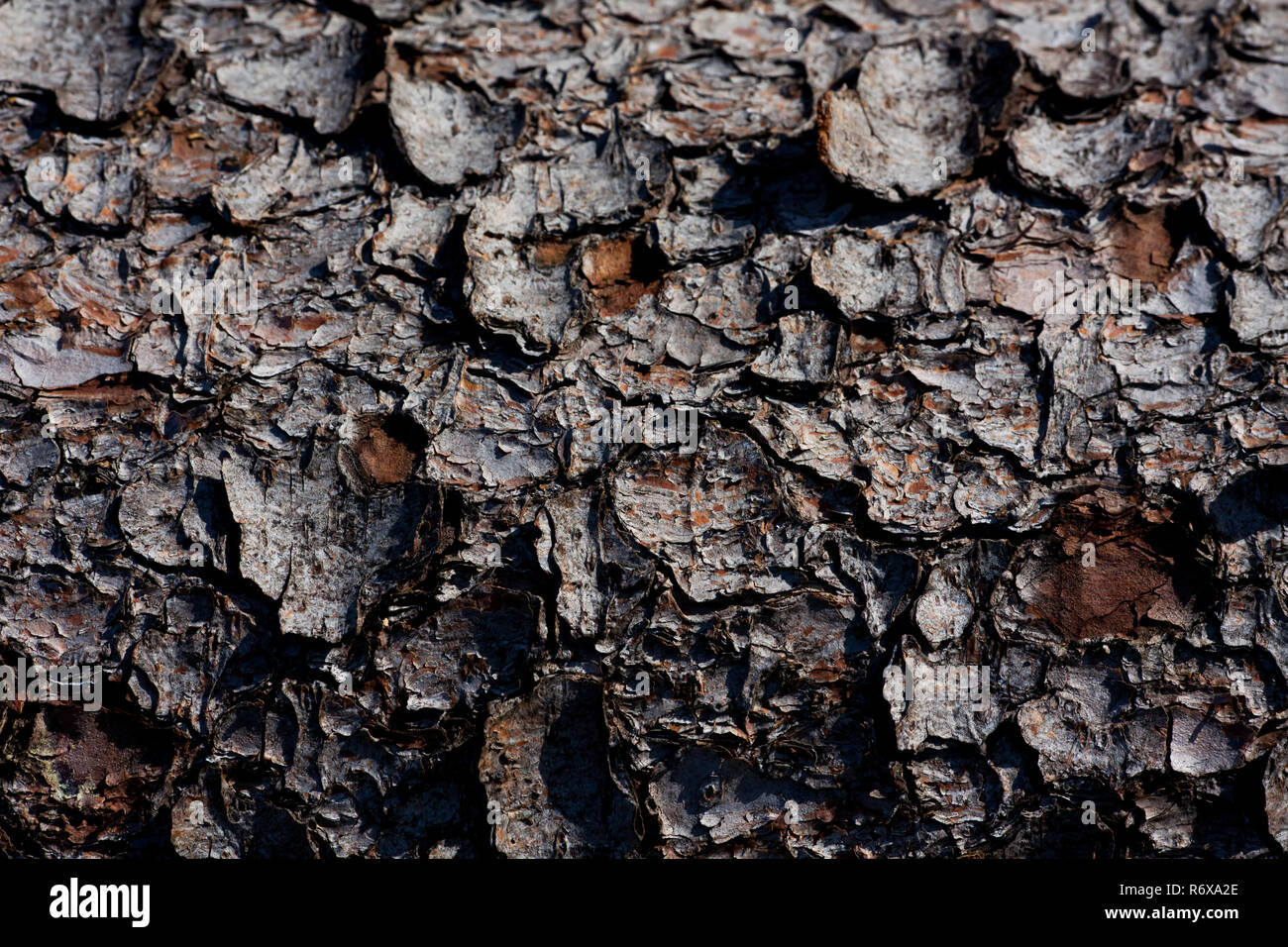 Tree bark texture Stock Photo - Alamy