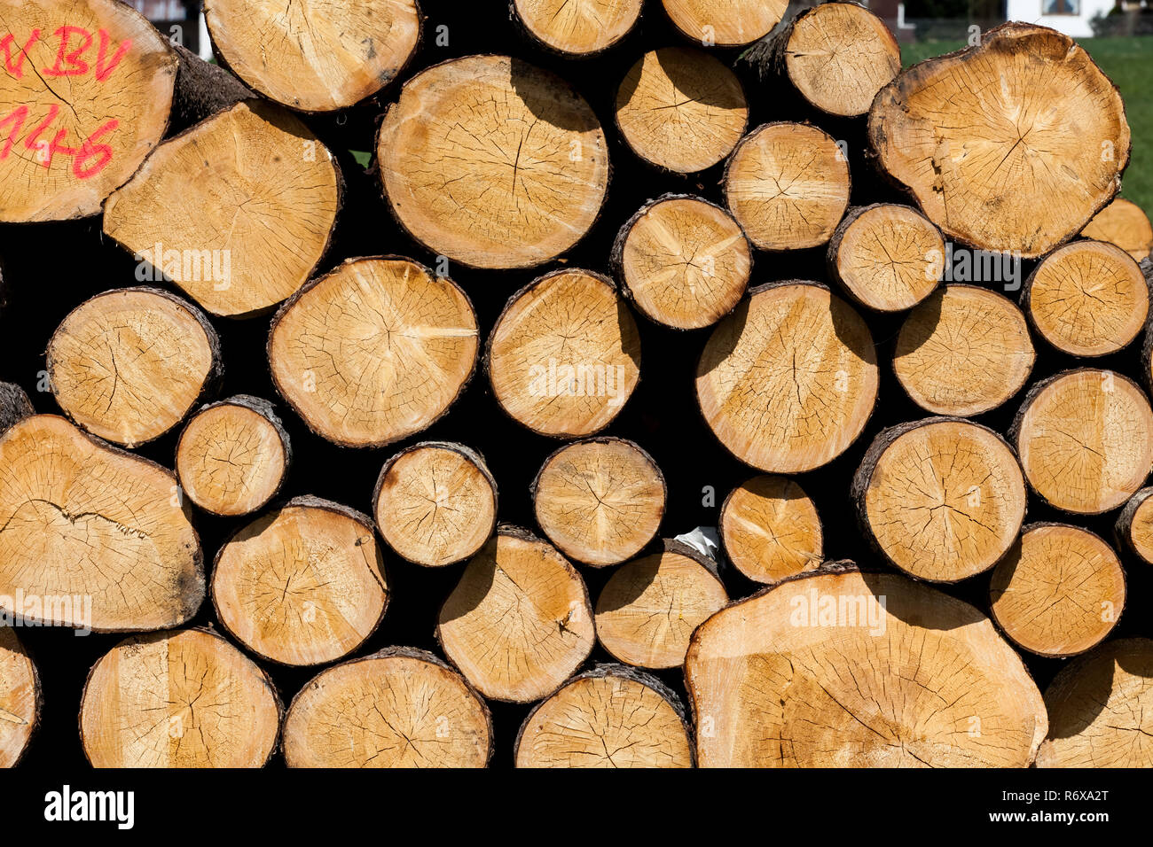 Logs of trees Stock Photo - Alamy