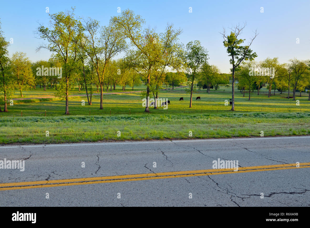 Pecan trees and cattle near Route 66, DePew, Oklahoma, USA Stock Photo ...