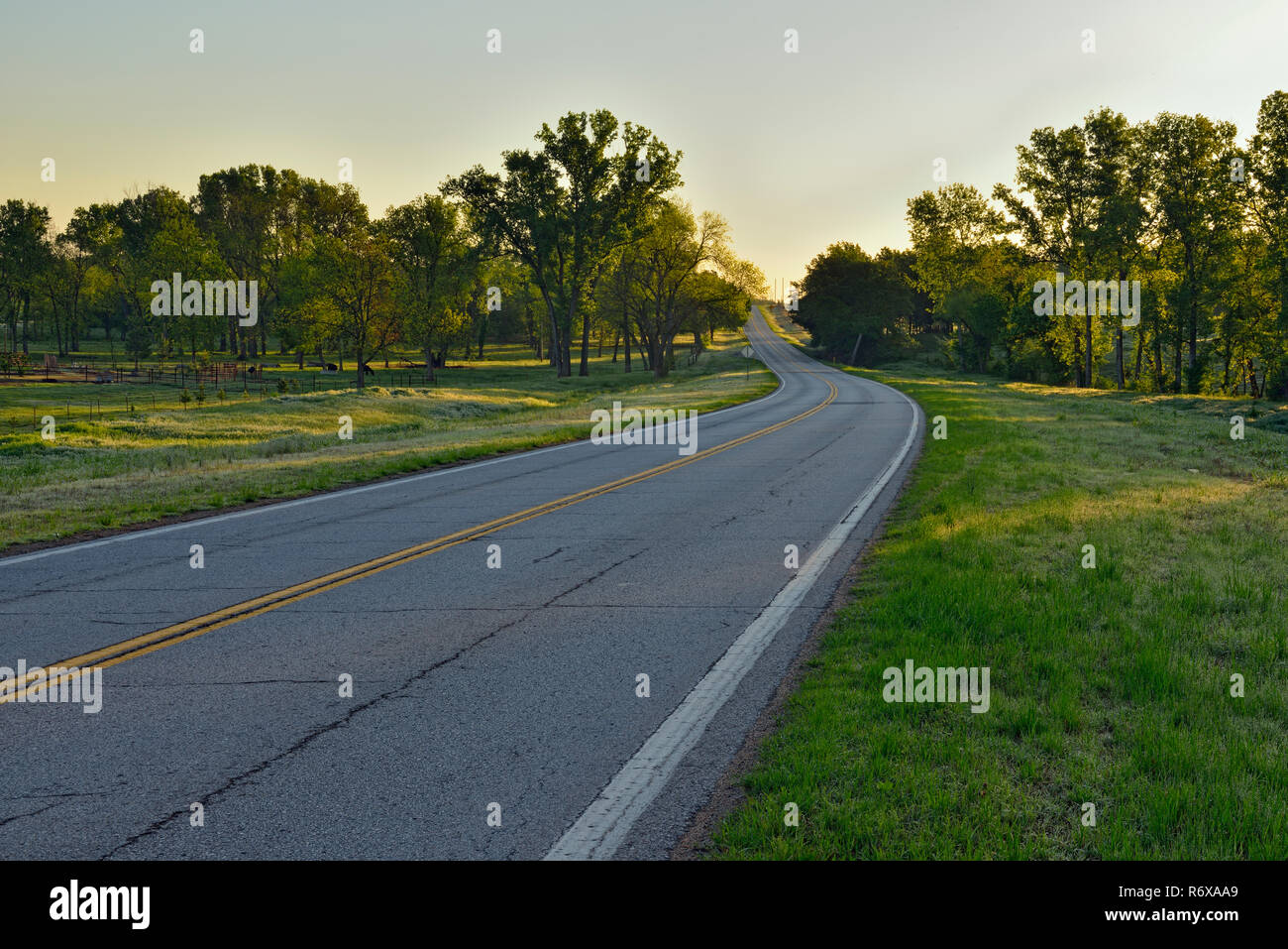 Pecan trees cattle near Route 66, DePew, Oklahoma, USA Stock Photo - Alamy