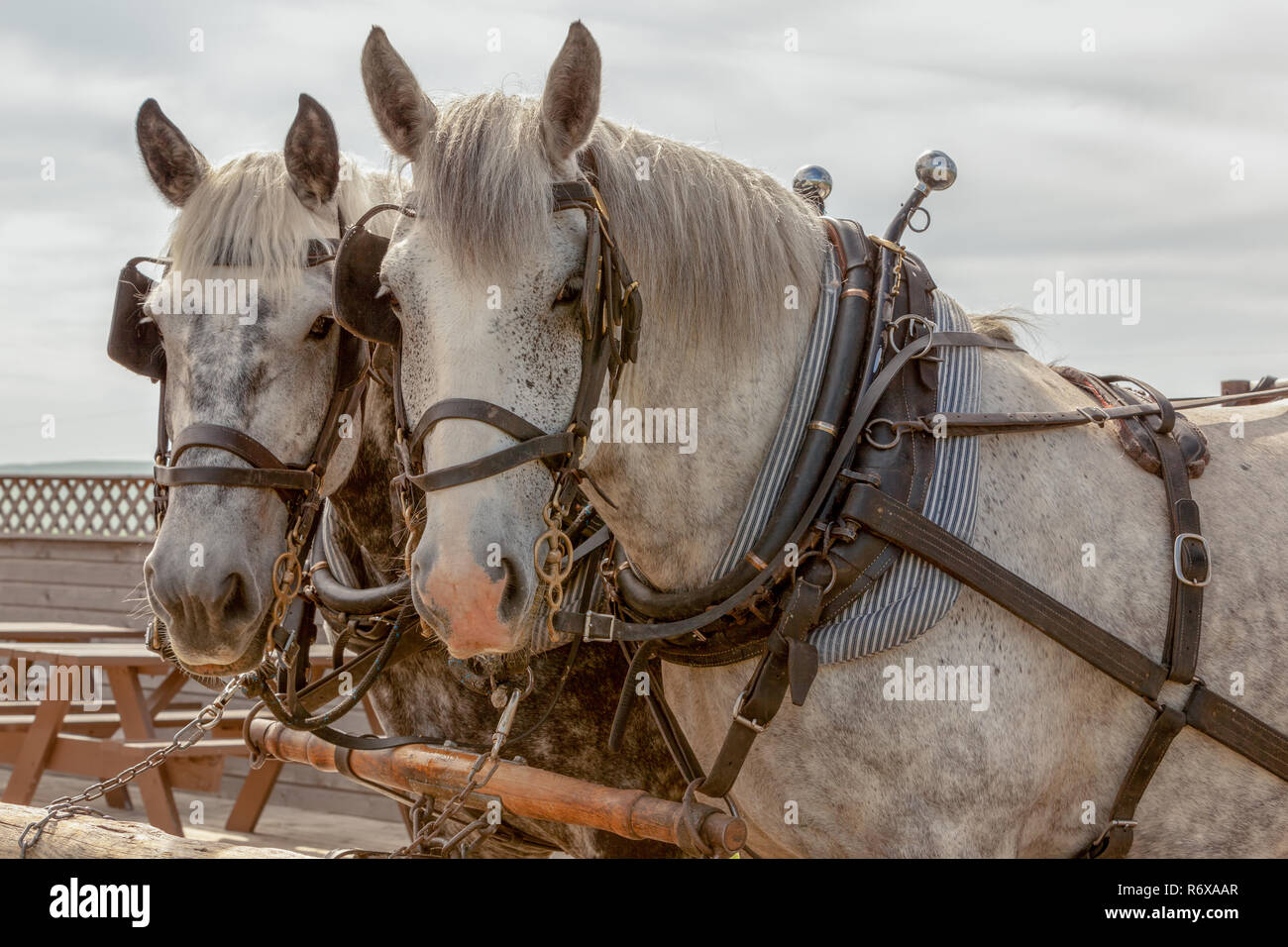 Team of white Percheron horses looking at the camera side view torso ...