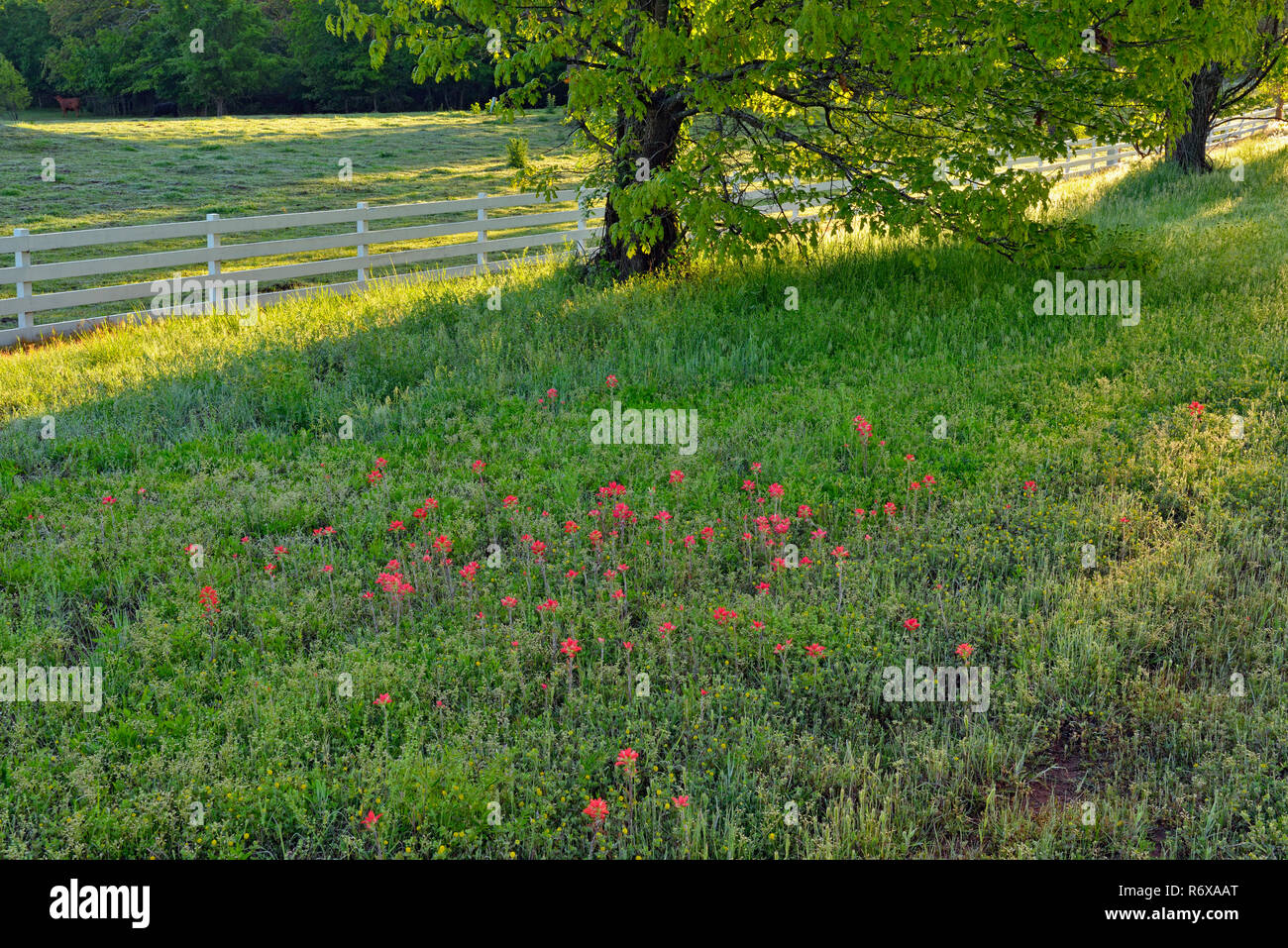 Oklahoma wildflowers hi-res stock photography and images - Alamy