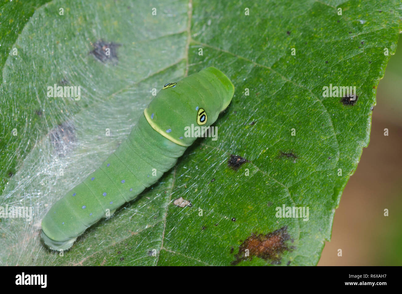 Eastern Tiger Swallowtail Caterpillar High Resolution Stock Photography ...