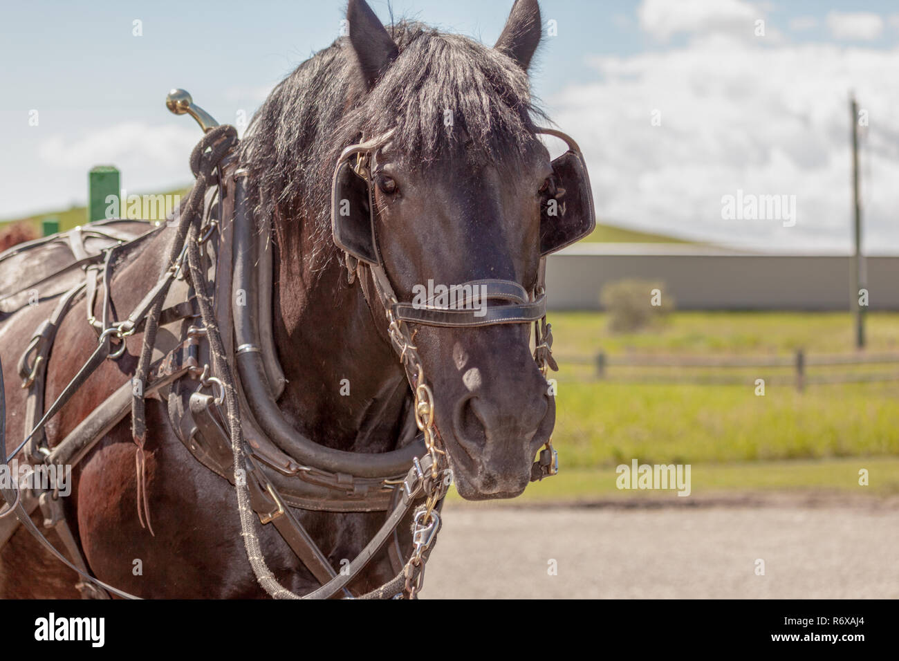 Beautiful working brown Percheron horses headshot in a ranch in summer ...