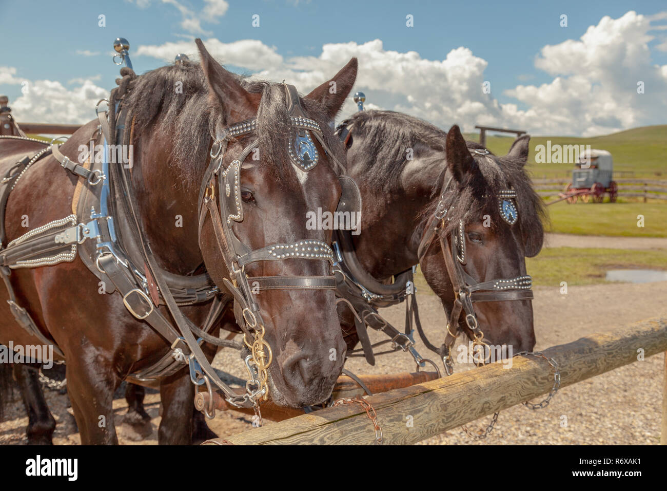 Percheron horses hi-res stock photography and images - Alamy