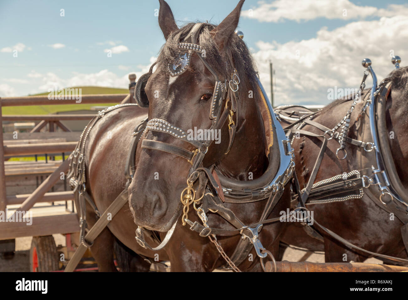 Beautiful working brown Percheron horses headshot in a ranch in summer ...