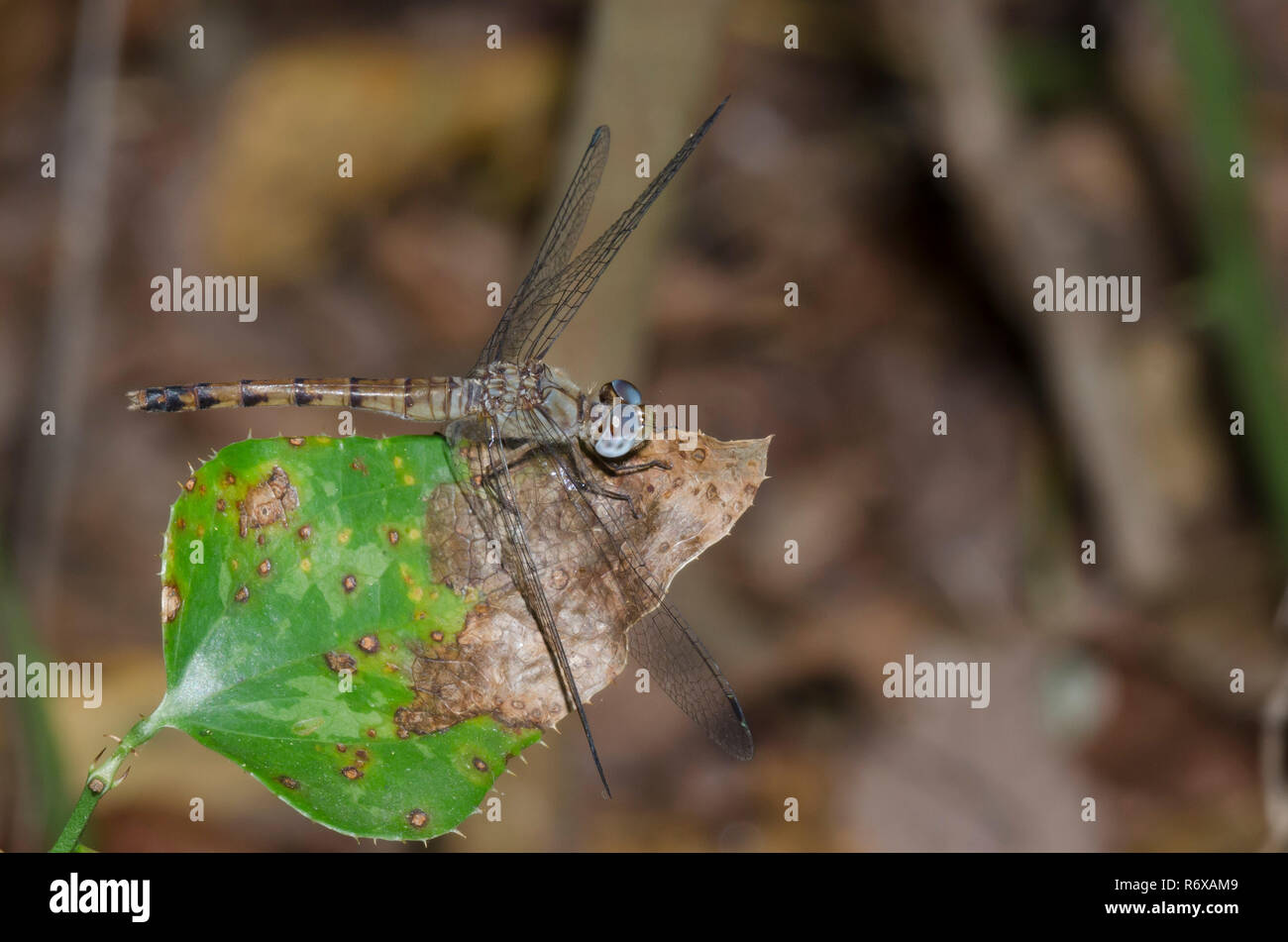 Blue-faced Meadowhawk, Sympetrum ambiguum, female Stock Photo - Alamy