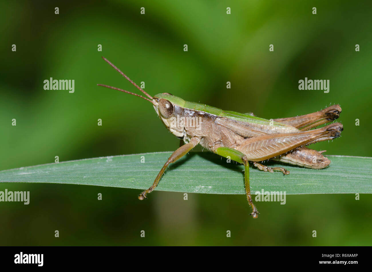 Short-winged Green Grasshopper, Dichromorpha viridis, male Stock Photo ...