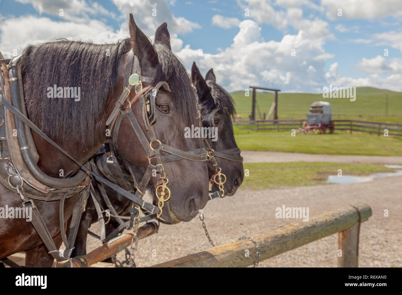 Beautiful working brown Percheron horses headshot in a ranch in summer ...