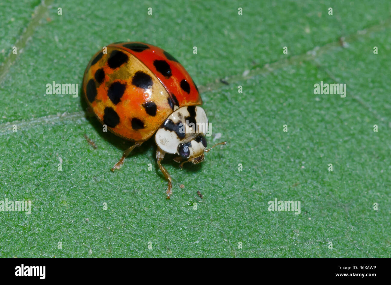 Multicolored asian lady beetle hi-res stock photography and images - Alamy