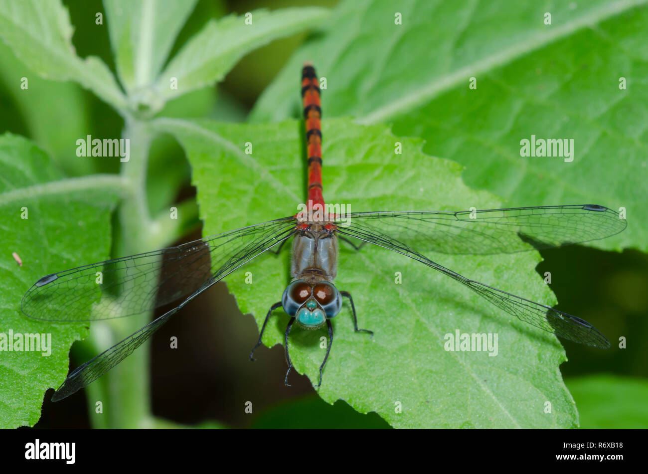 Blue-faced Meadowhawk, Sympetrum ambiguum Stock Photo - Alamy