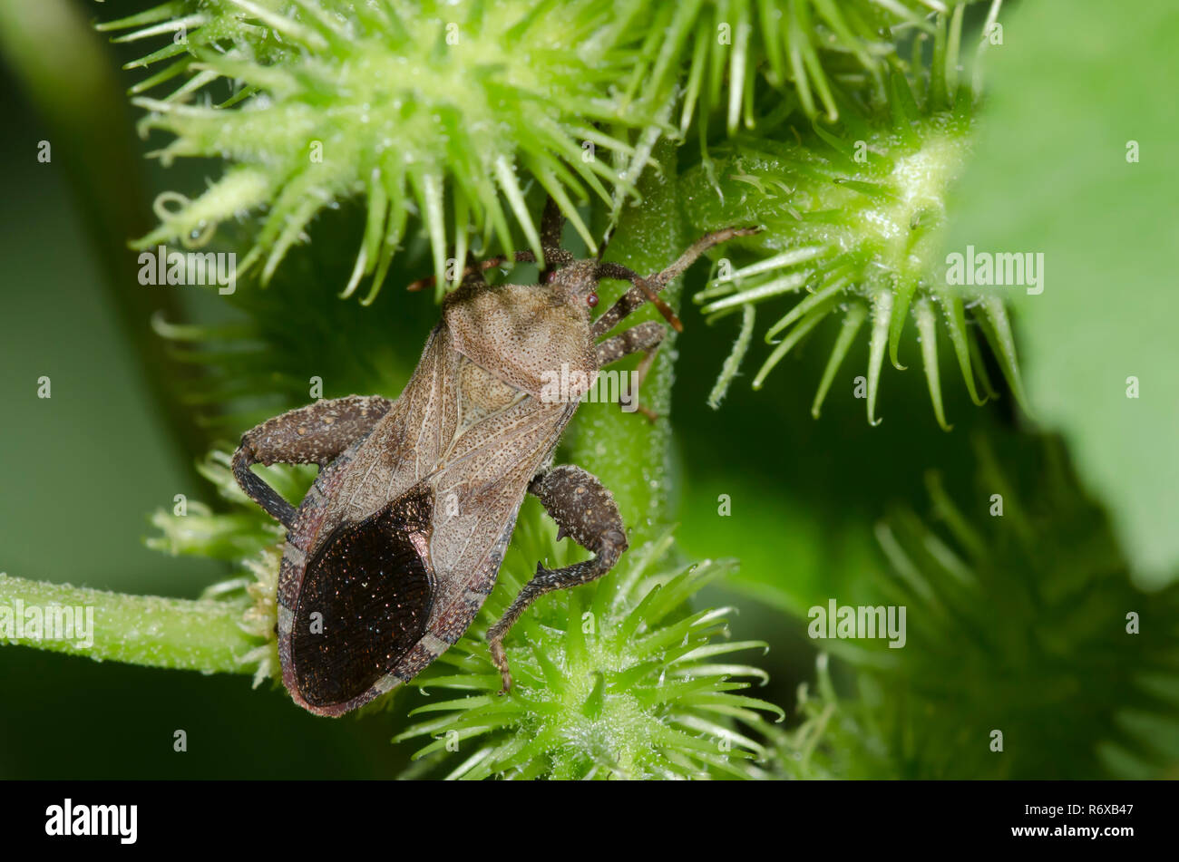 Burdock arctium sp hi-res stock photography and images - Alamy