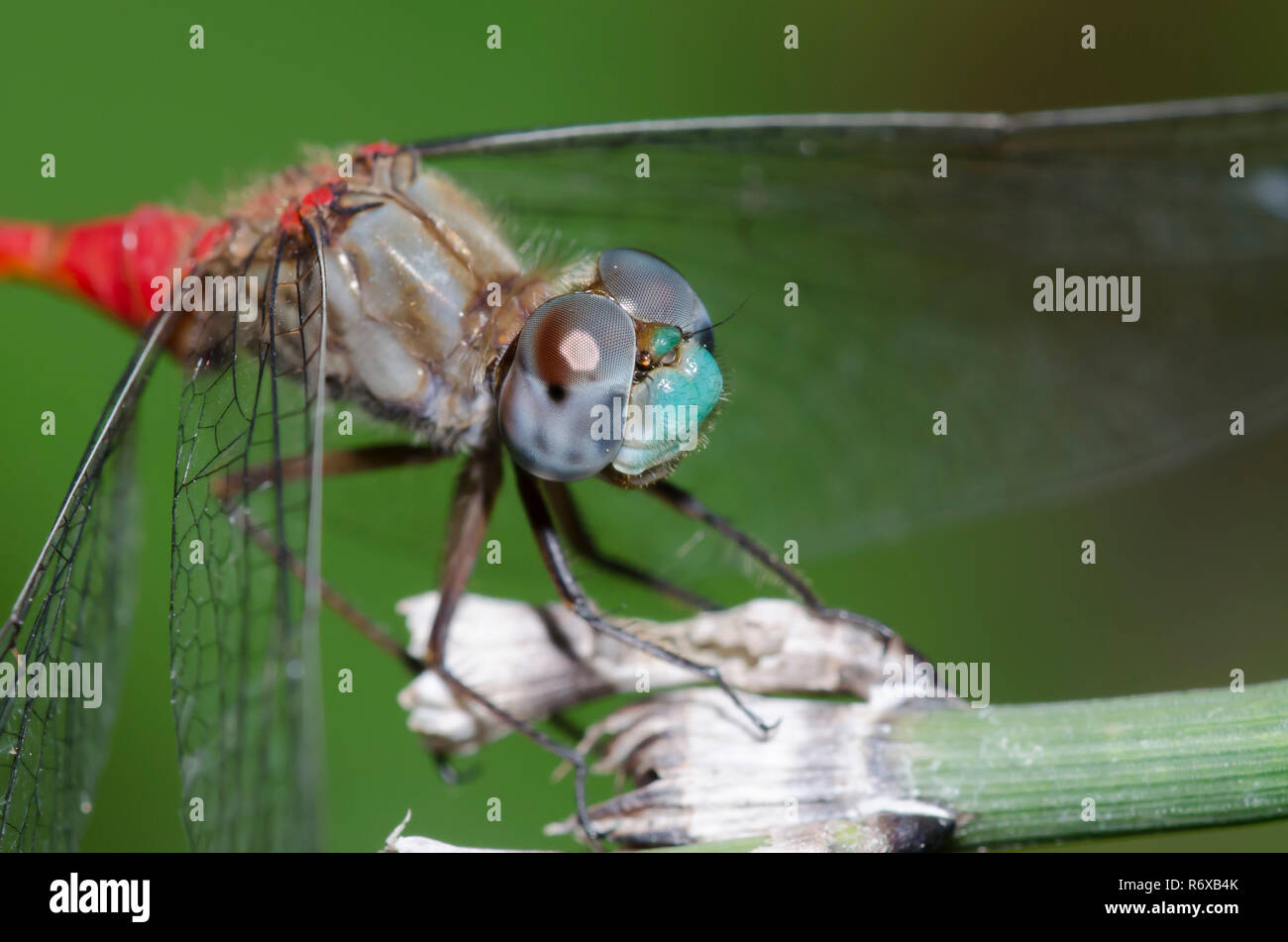 Sympetrum ambiguum hi-res stock photography and images - Alamy