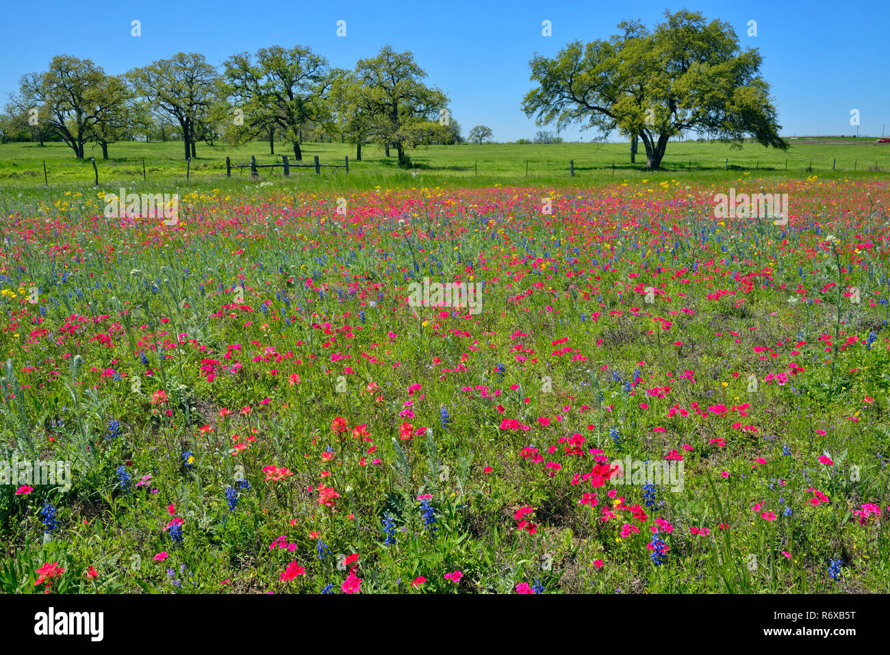 Roadside wildflowers featuring phlox and bluebonnets with oak trees ...