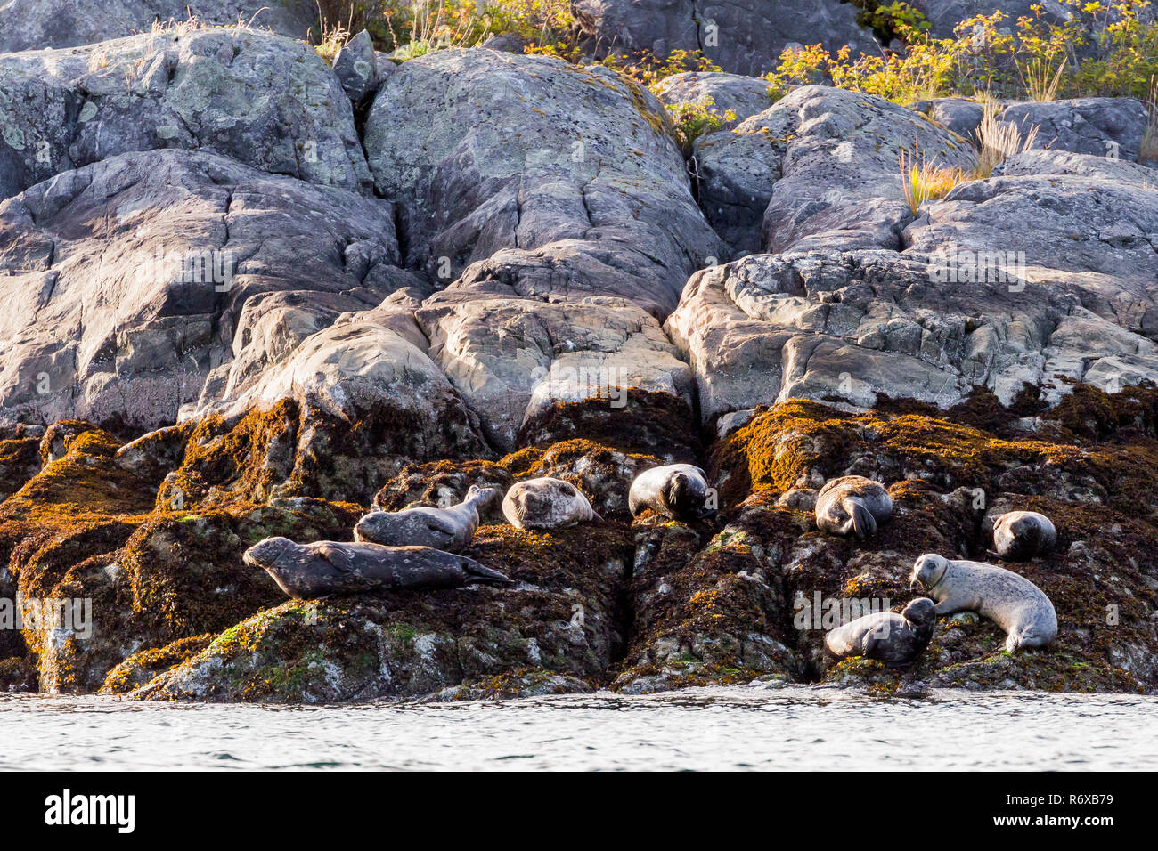 Harbour seals basking on a small island in the Tofino area, Vancouver ...