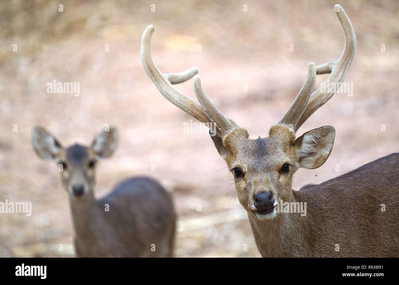 hog deer (Hyelaphus porcinus Stock Photo - Alamy