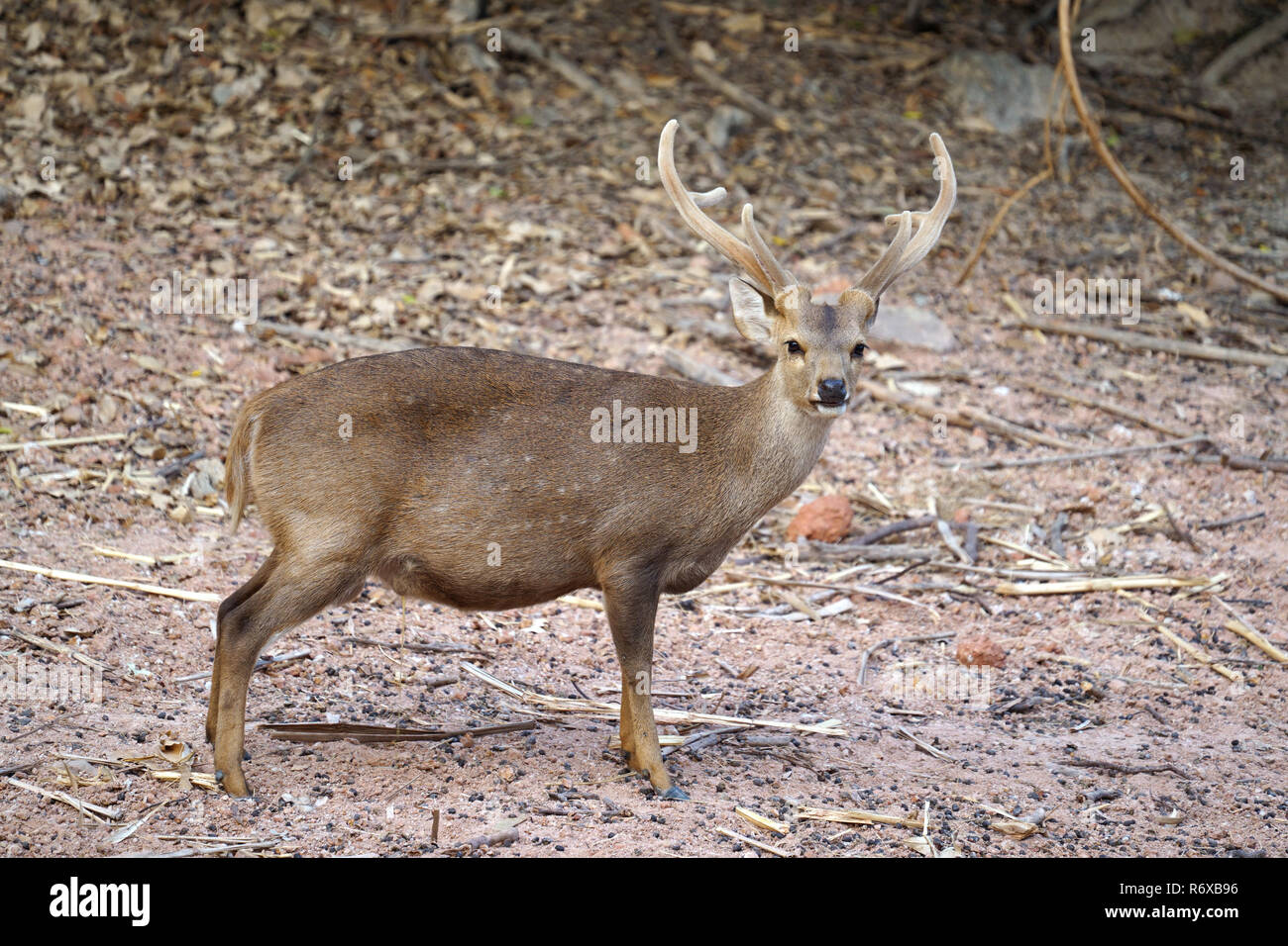 hog deer (Hyelaphus porcinus Stock Photo - Alamy