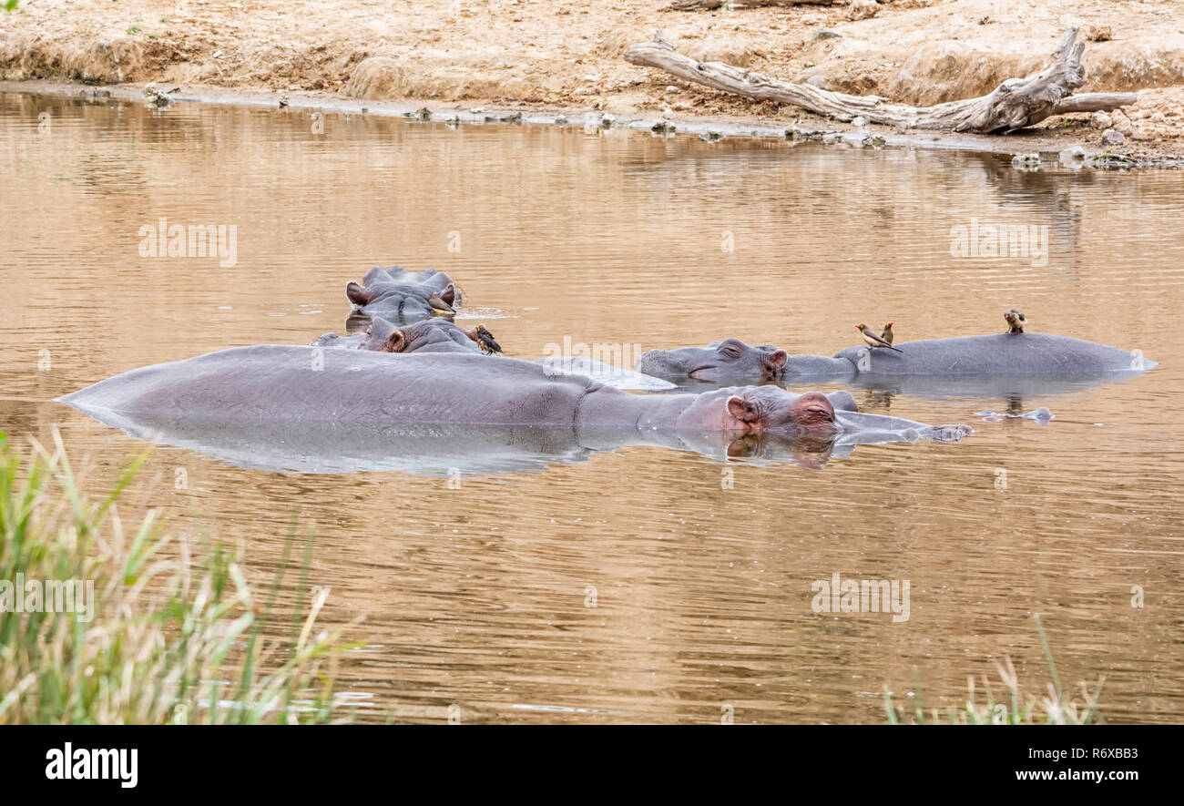Hippos in a watering hole in Southern African savanna Stock Photo - Alamy