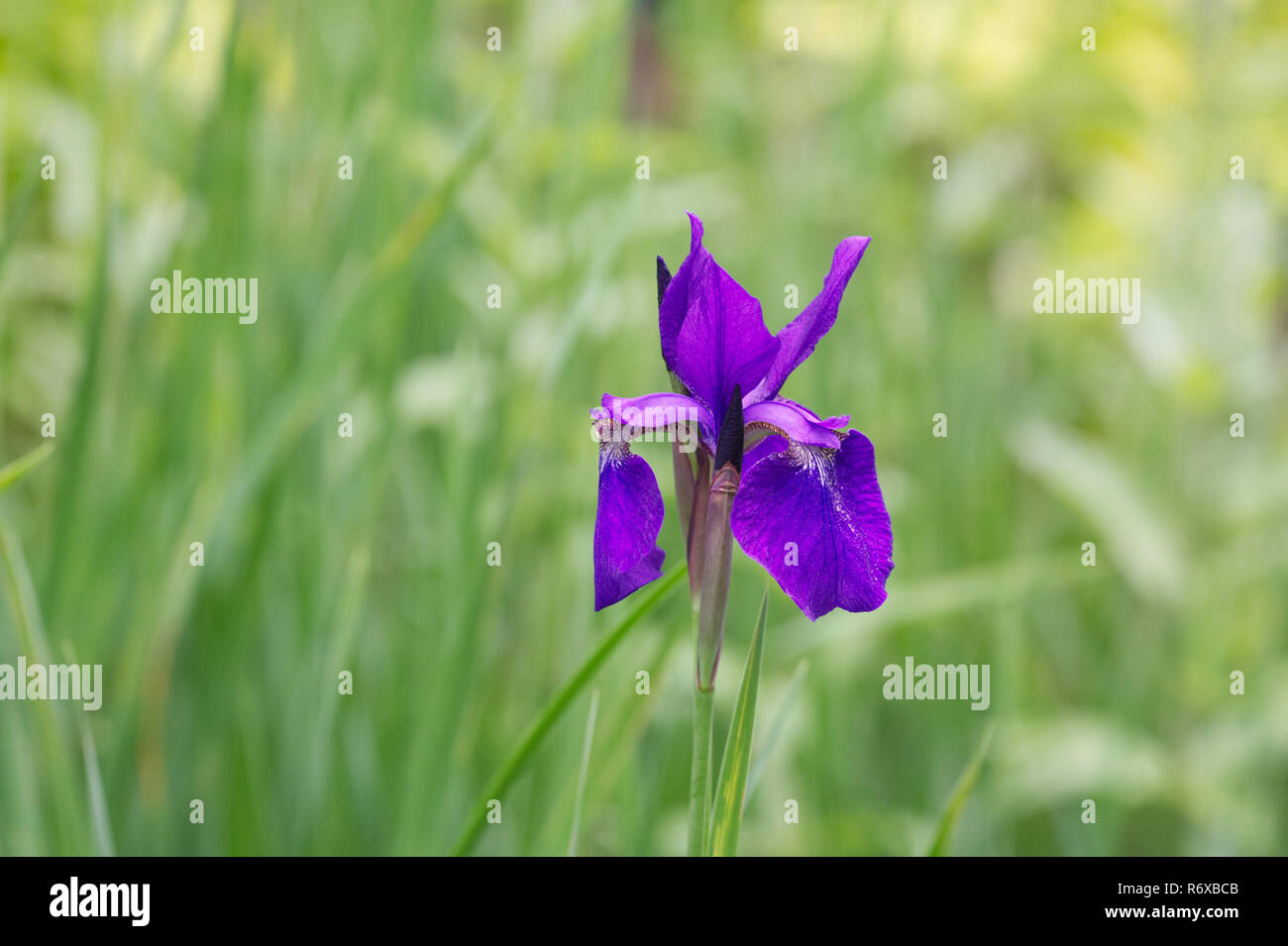 Iris sibirica 'Caesar's Brother' flower Stock Photo - Alamy