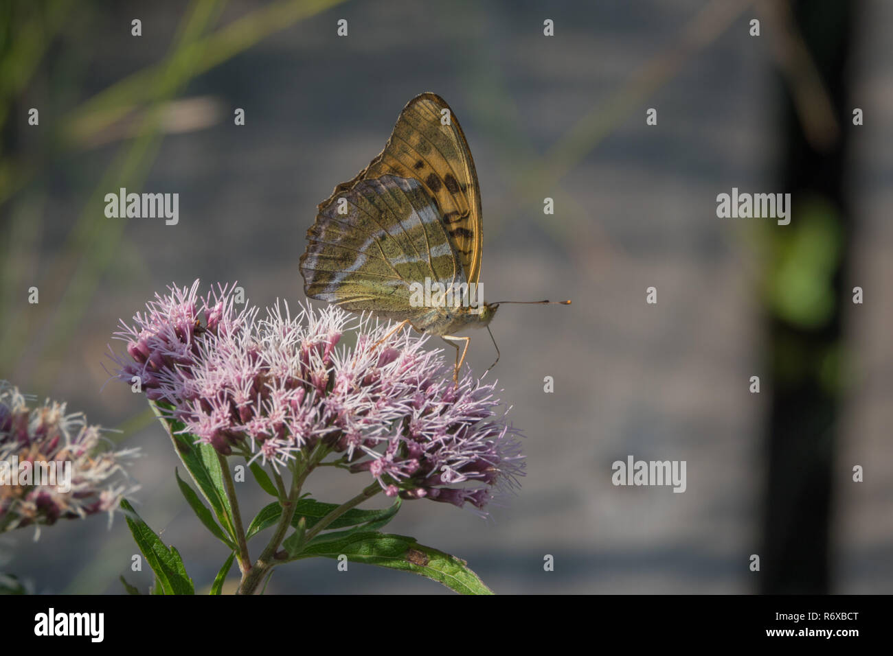 White yellow wings hi-res stock photography and images - Alamy
