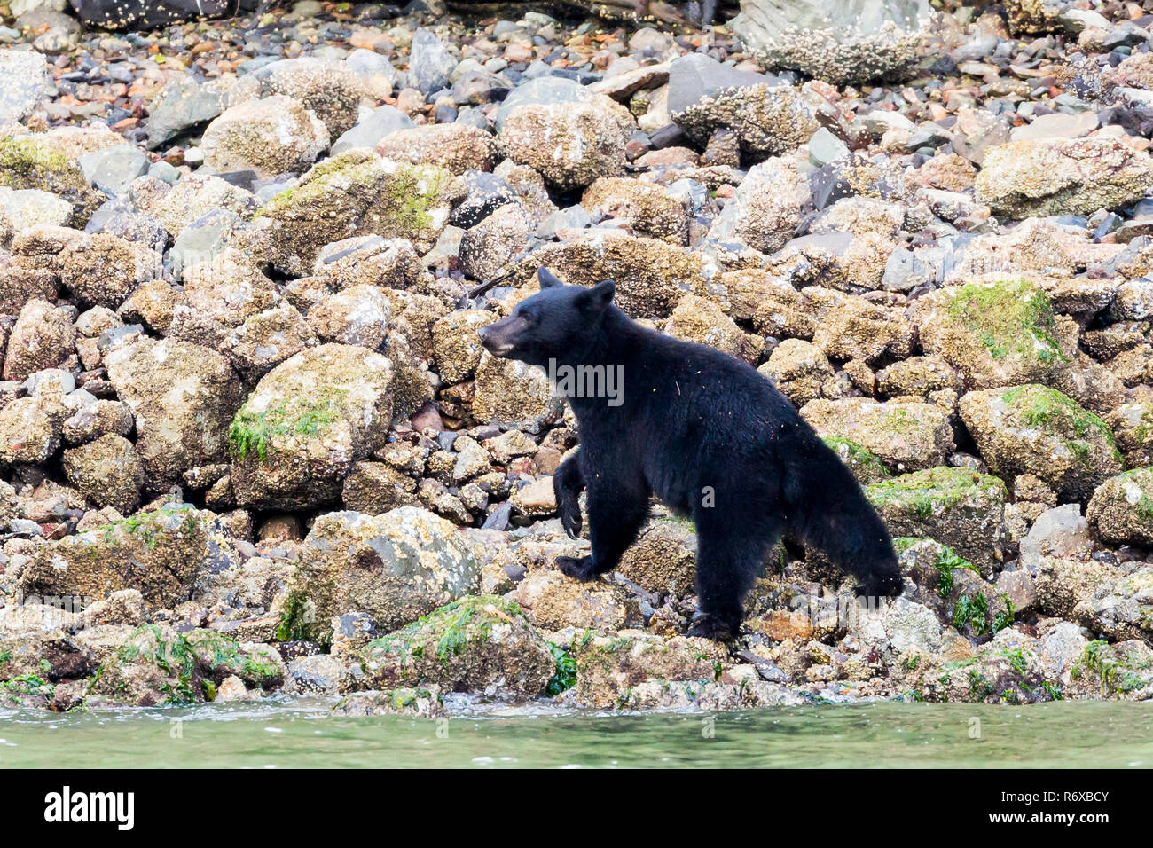 An adult black bear looking up while searching for food, on an island ...