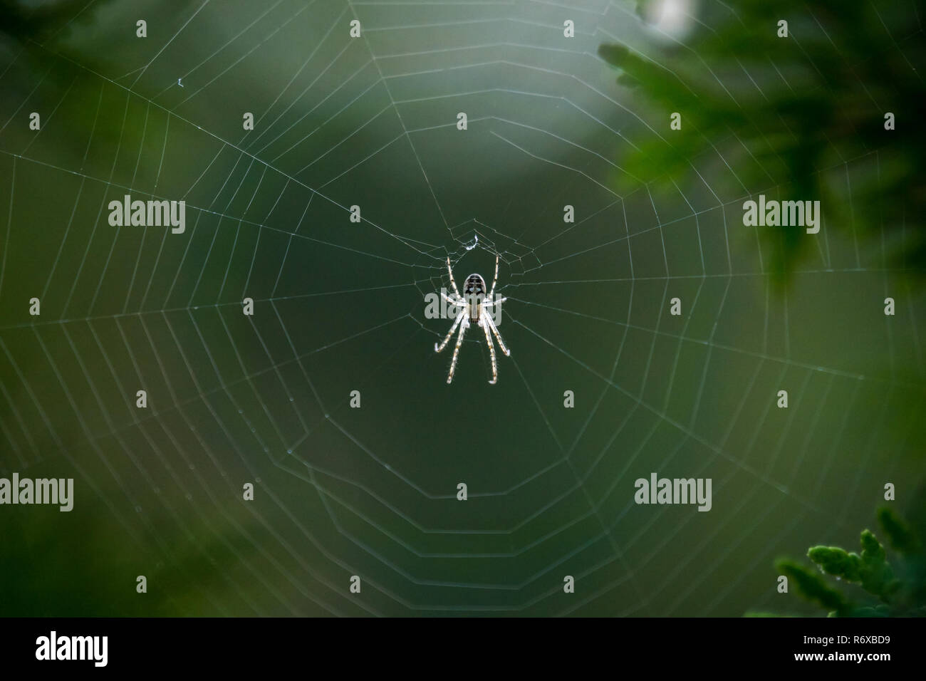 Closeup spiderweb hi-res stock photography and images - Alamy