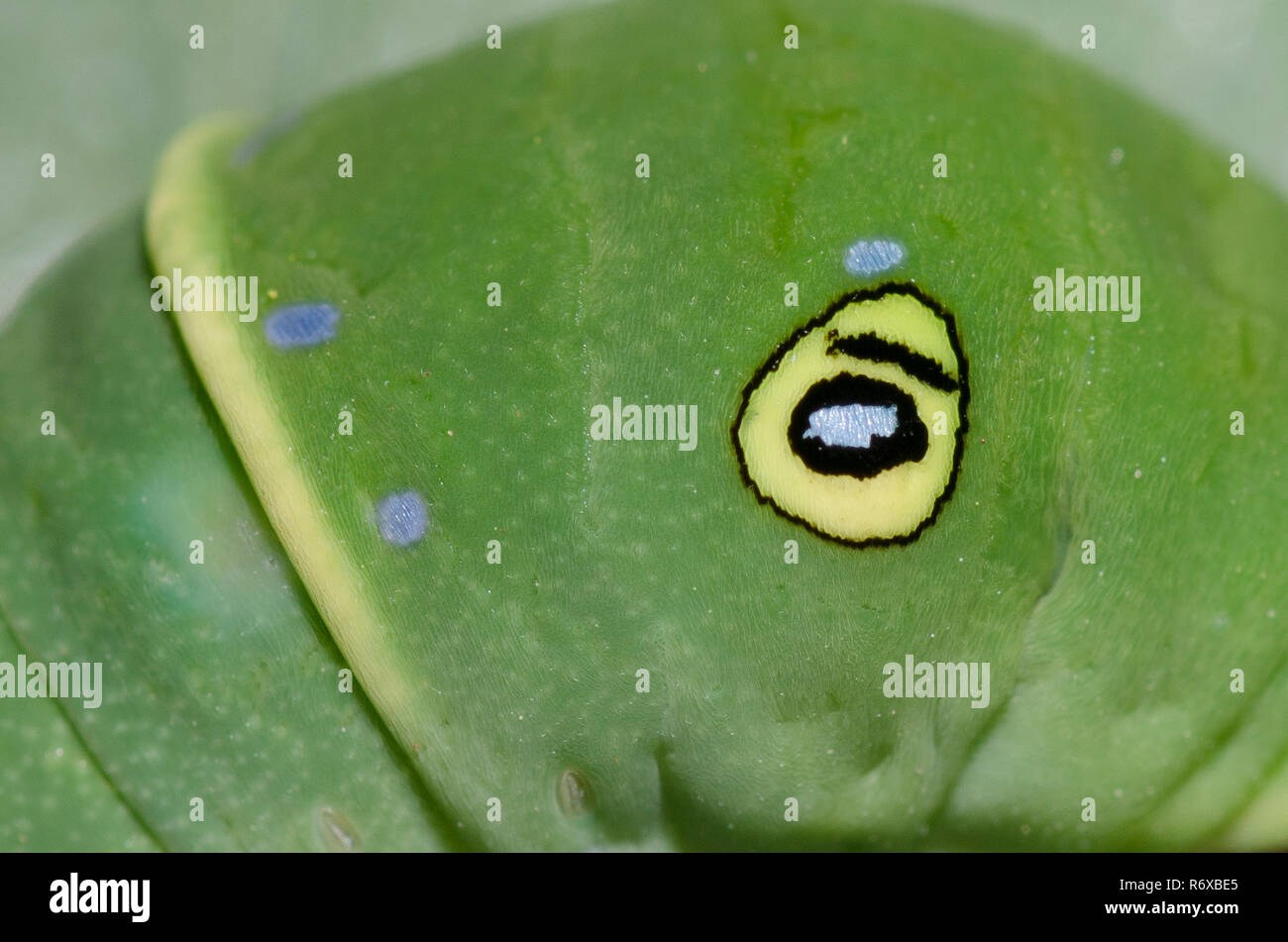 Eastern Tiger Swallowtail, Pterourus glaucus, caterpillar, false ...