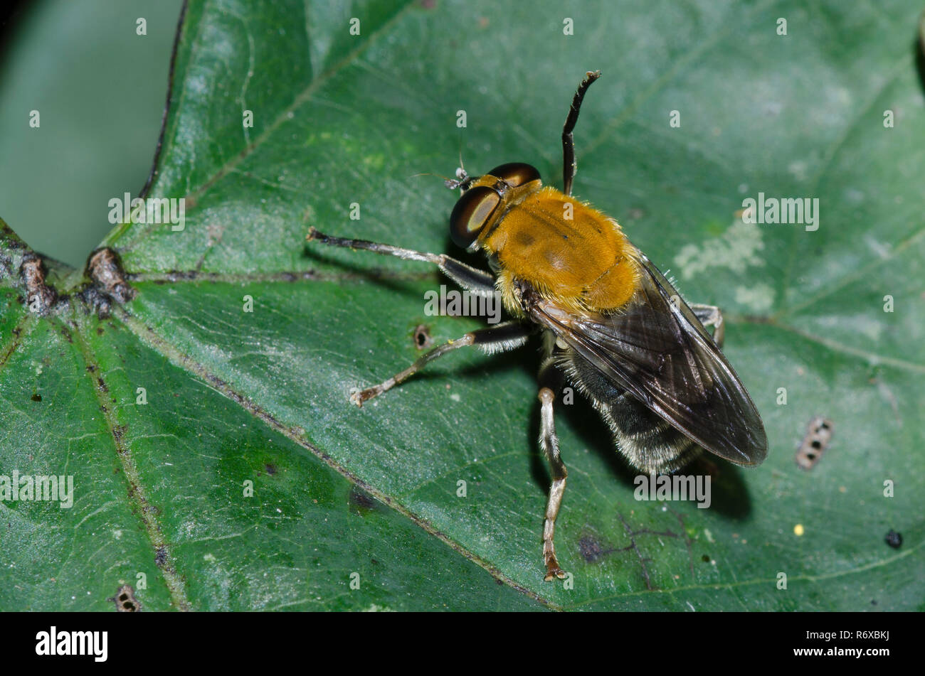 Thoracicus High Resolution Stock Photography and Images - Alamy