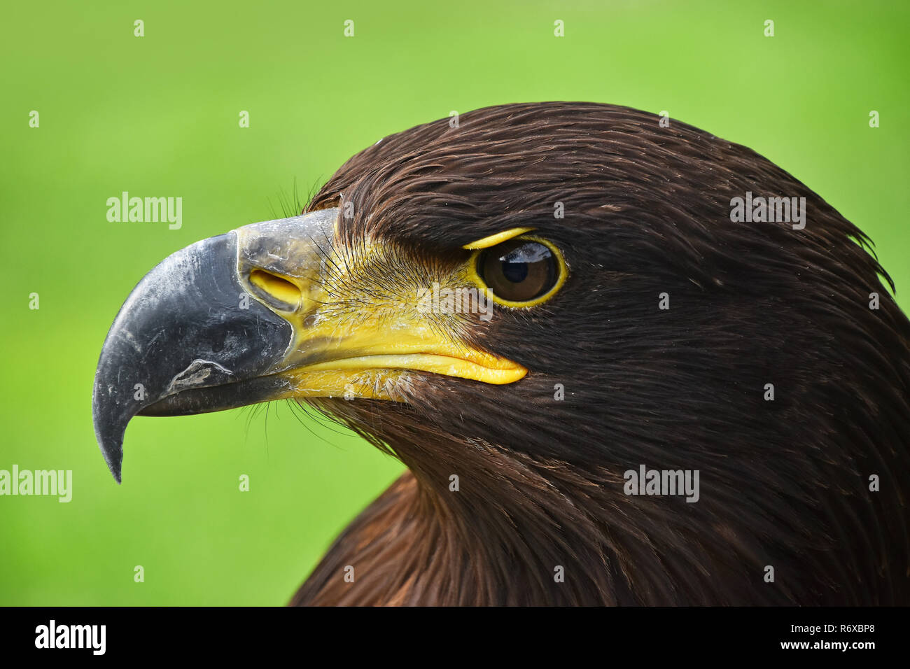 Close up profile portrait of Golden eagle on green Stock Photo - Alamy