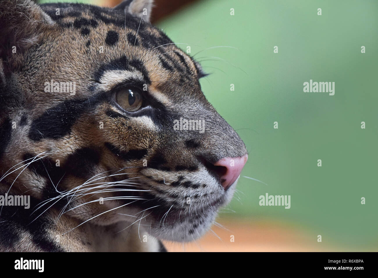 Fat Clouded Leopard