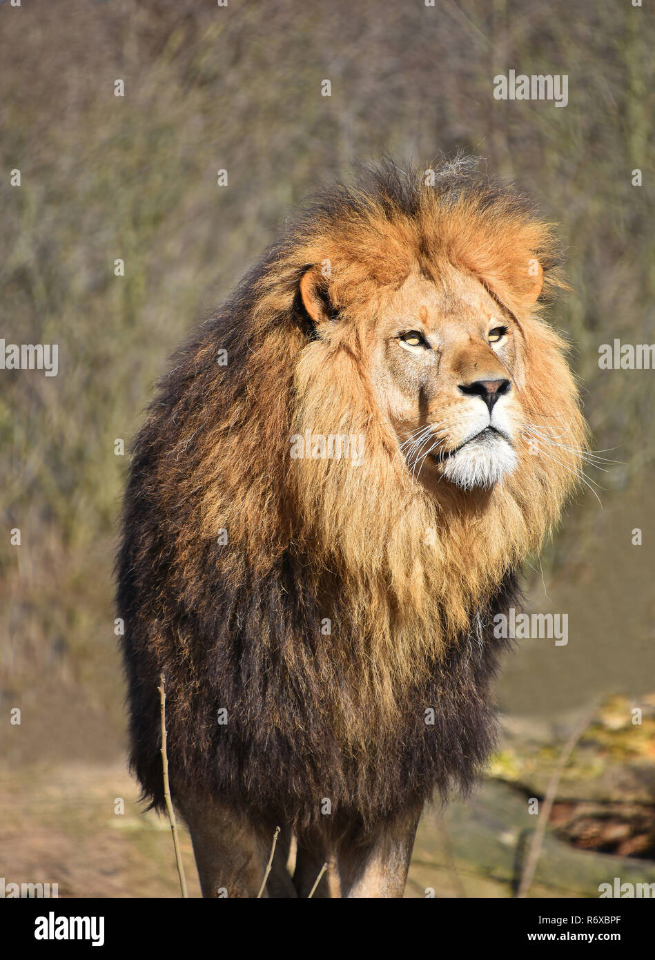 Portrait lion imposing mane hi-res stock photography and images - Alamy