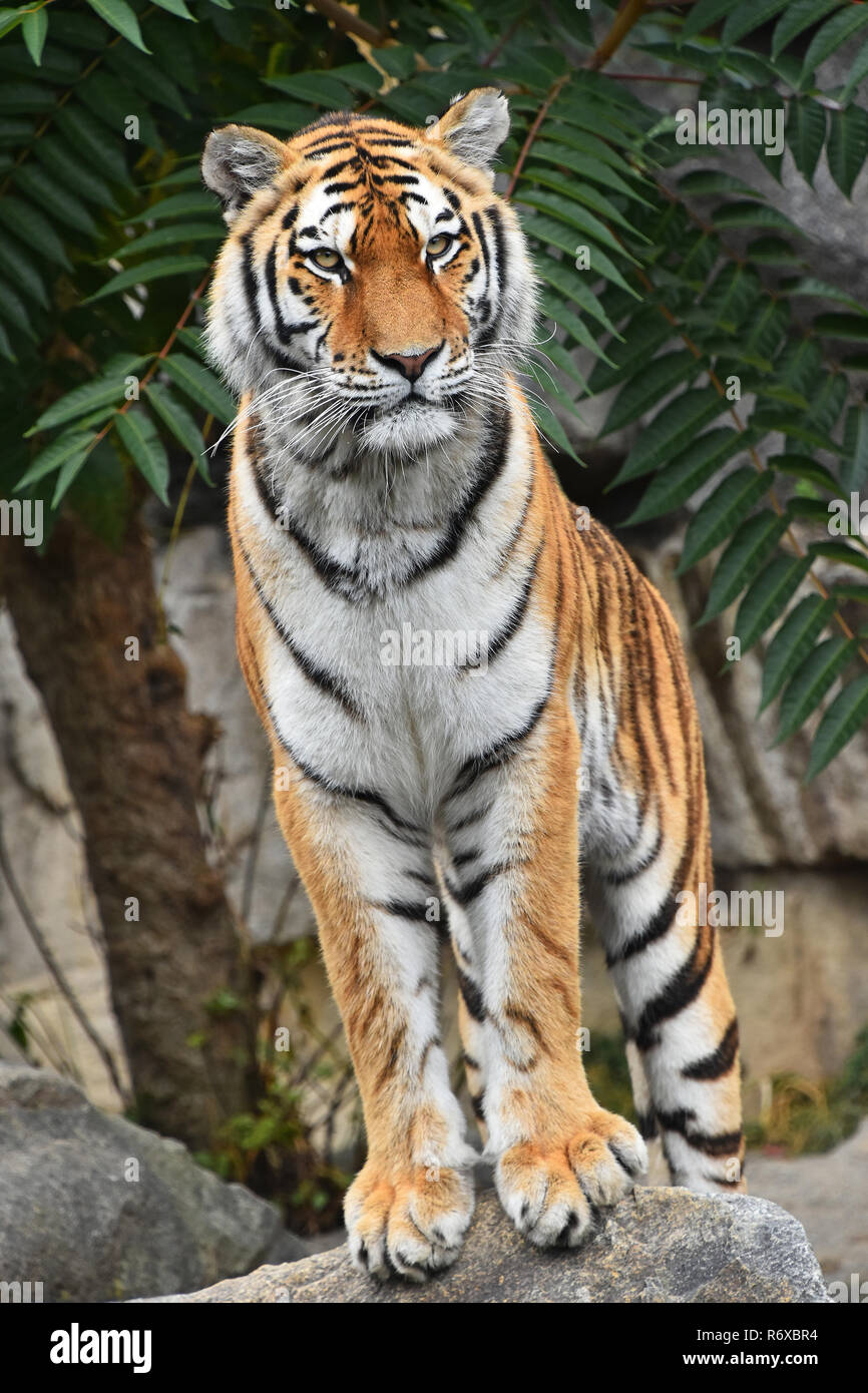 Low Angle View Siberian Tiger Stock Photos & Low Angle View Siberian ...