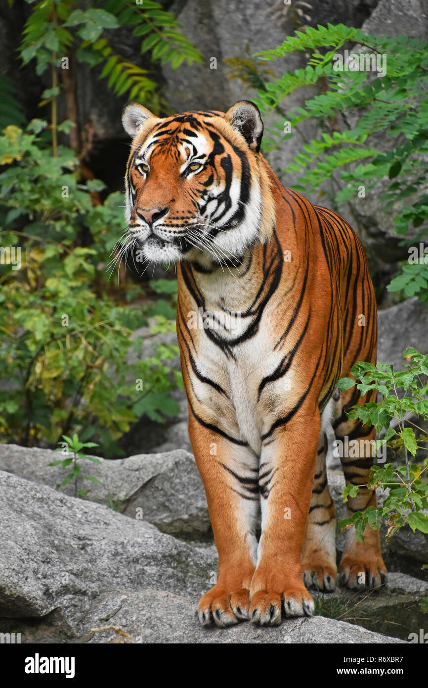 Indochinese Tiger Images