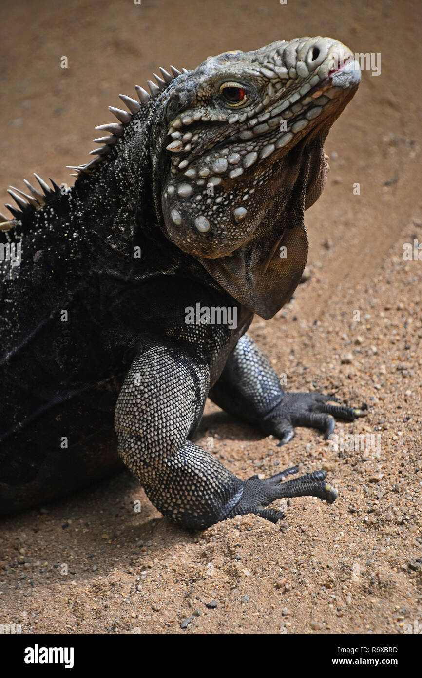 Cuban ground iguana cyclura nubila nubila hi-res stock photography and ...