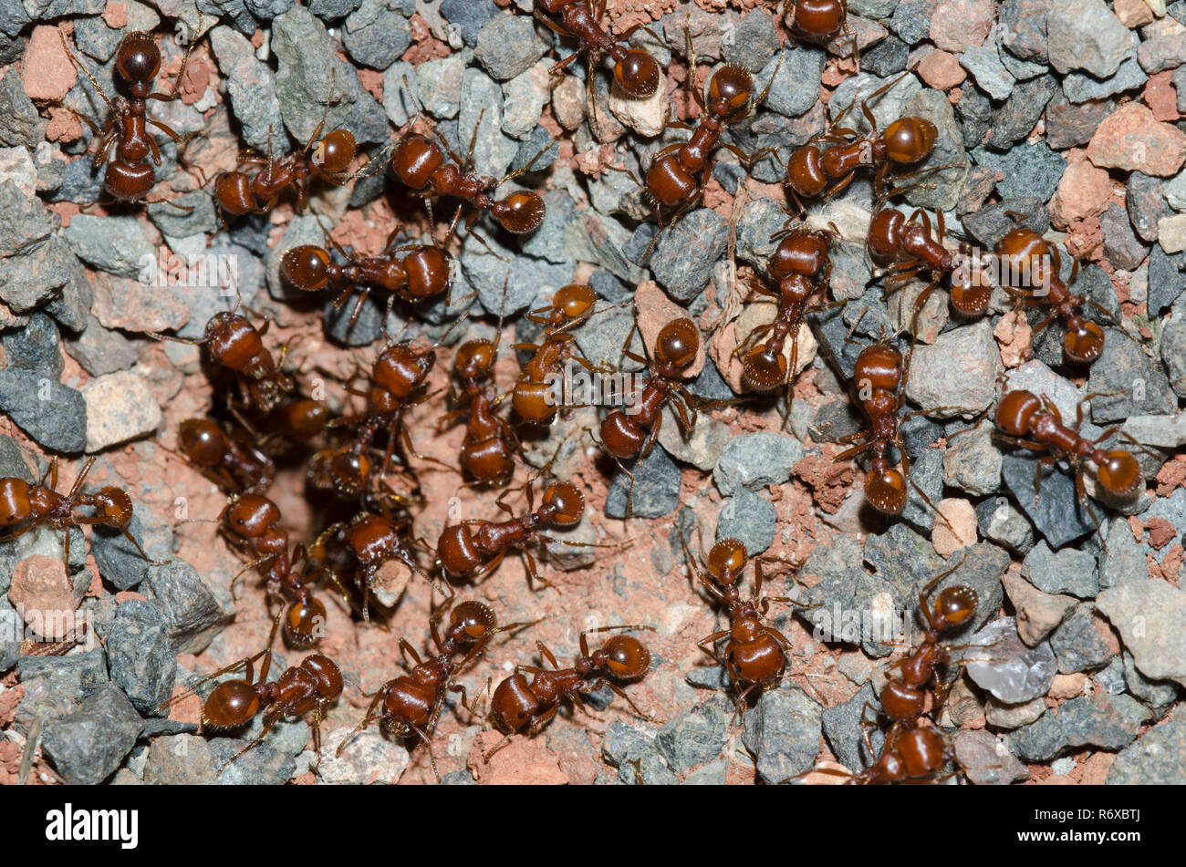 Red Harvester Ants, Pogonomyrmex barbatus, at nest entrance Stock Photo ...