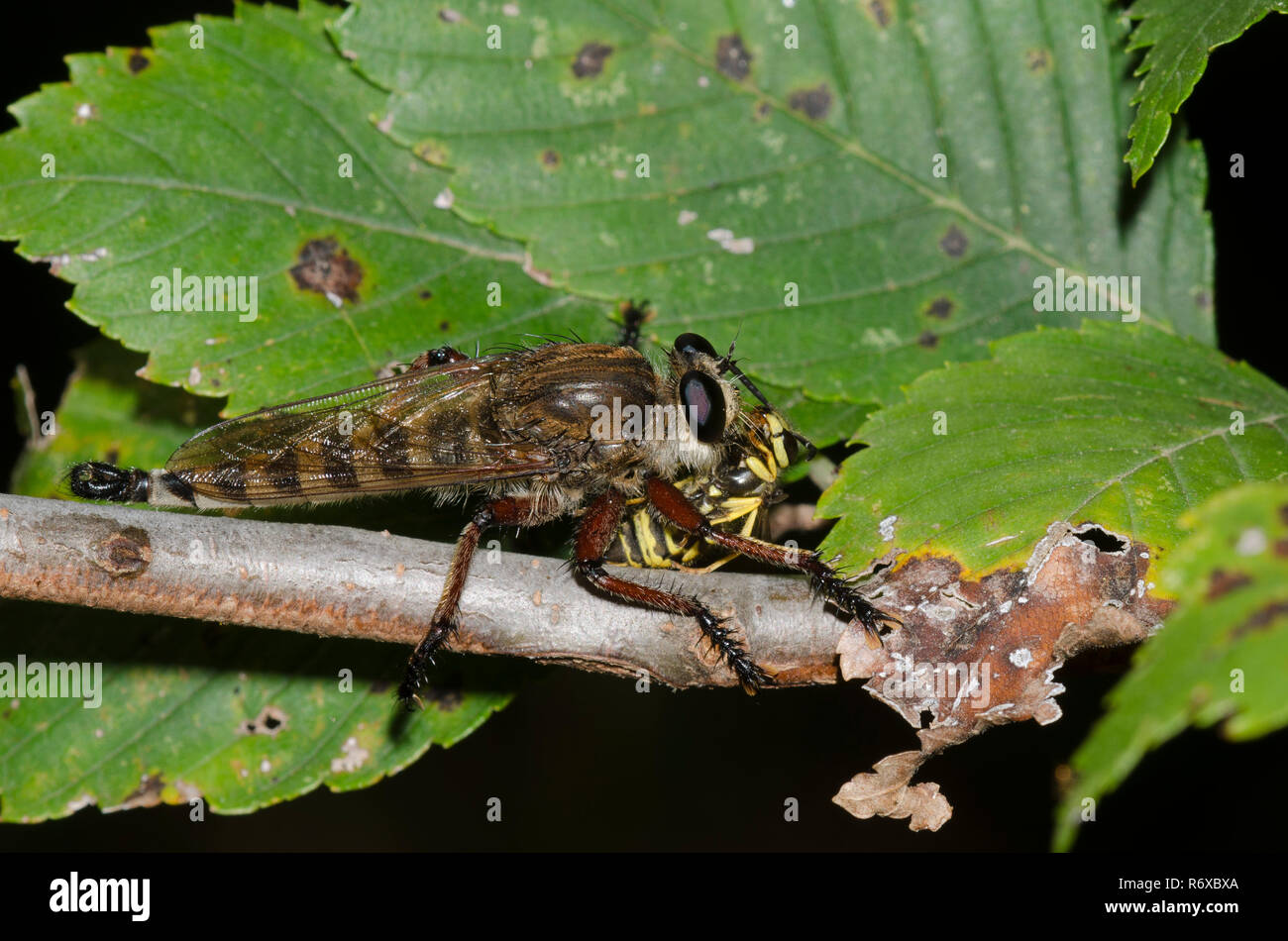 Giant Robber Fly, Promachus hinei, male with wasp prey Stock Photo - Alamy