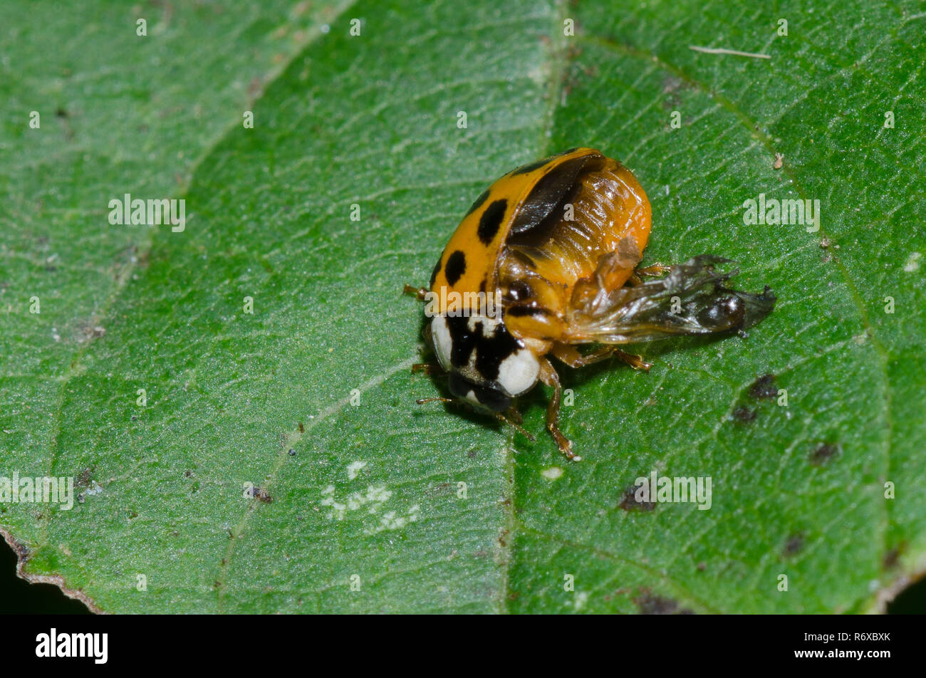 Multicolored asian lady beetle hi-res stock photography and images - Alamy