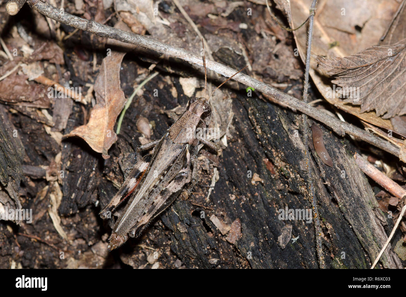 Spur-throated Grasshopper, Melanoplus sp., female camouflaged on forest ...