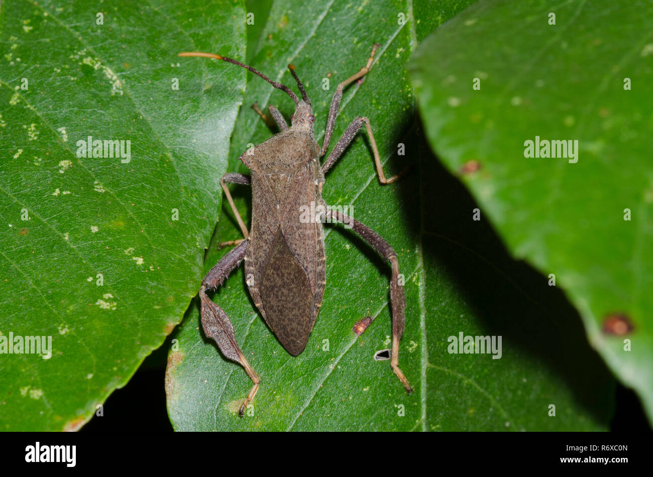Acanthocephala Terminalis