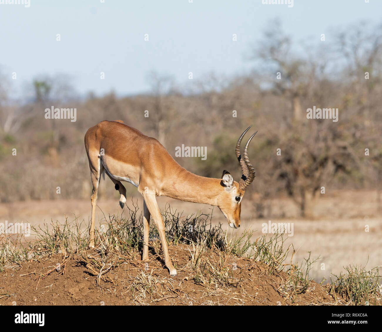 An Impala ram in Southern African savanna Stock Photo - Alamy
