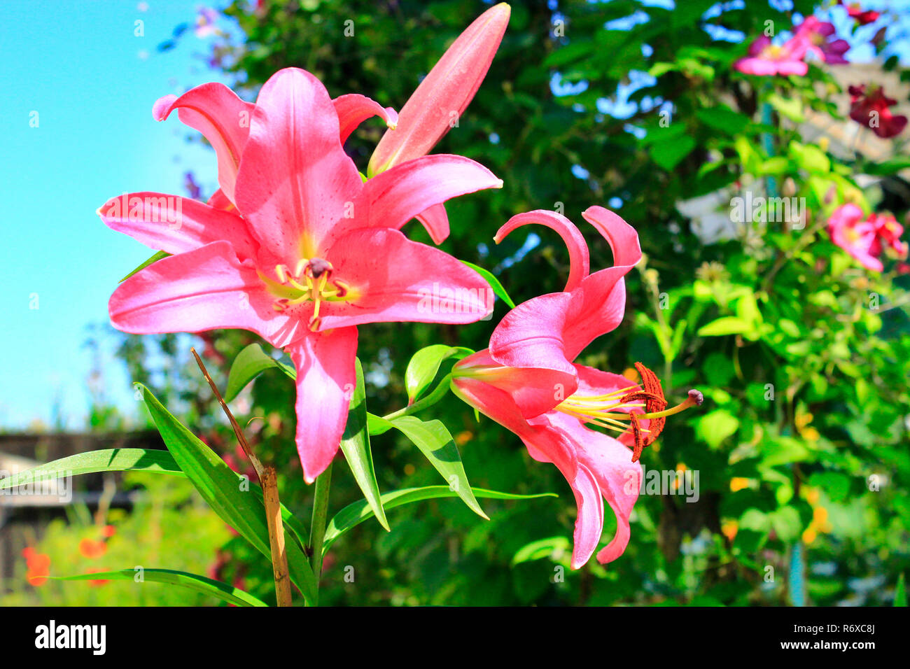 Pink flowers of lilies growing in garden. Garden flowers Stock Photo ...