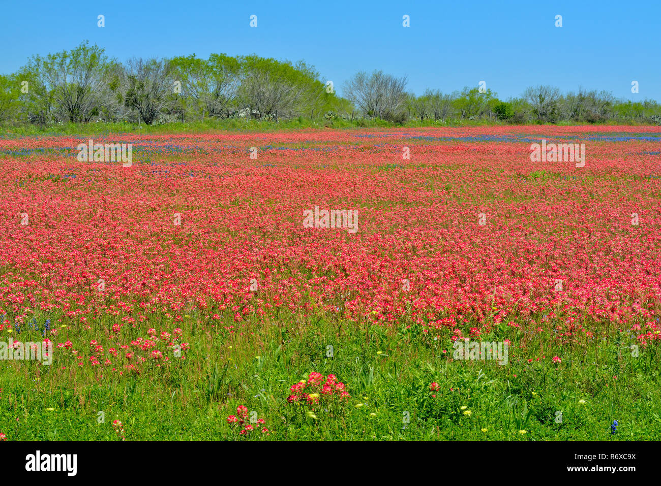 Wildflowers in a meadow with oak trees, FM 476 near Poteet, Texas, USA ...