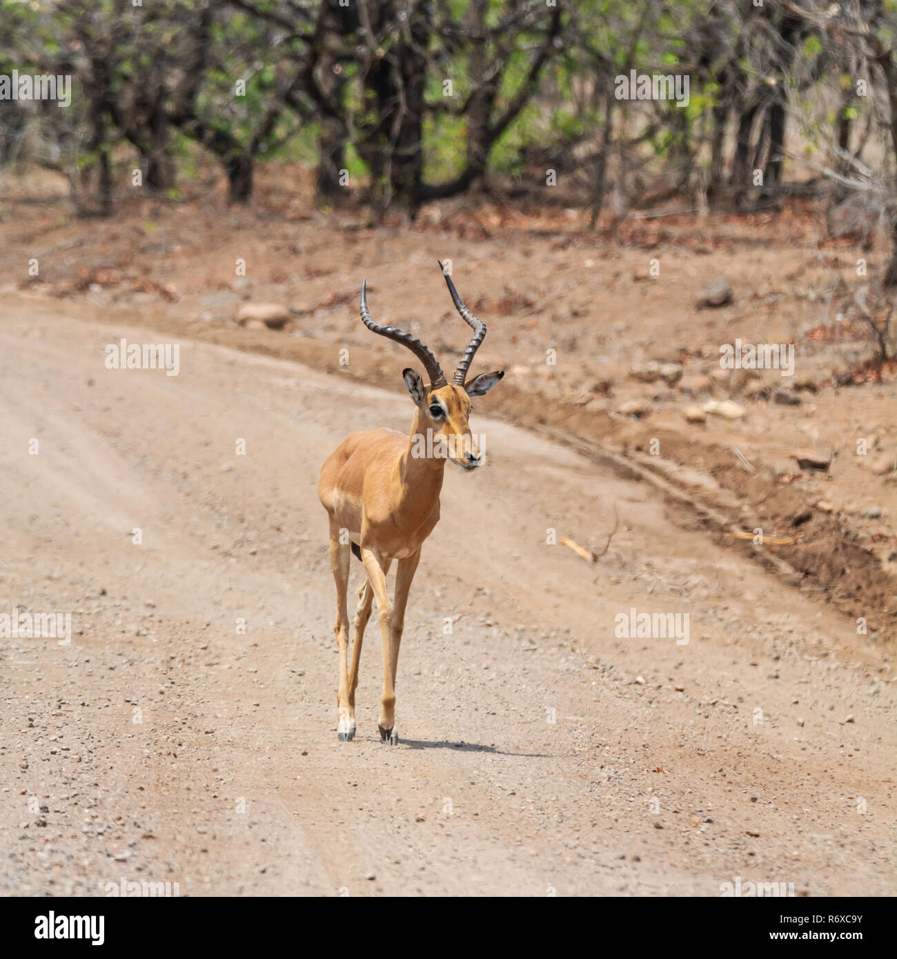 An Impala ram in Southern African savanna Stock Photo - Alamy