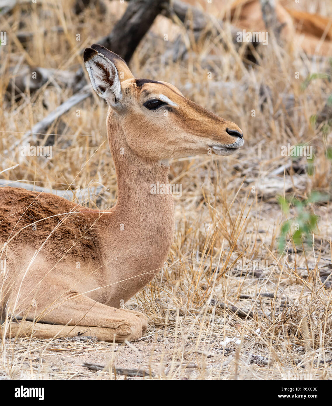 A female Impala in Southern African savanna Stock Photo - Alamy