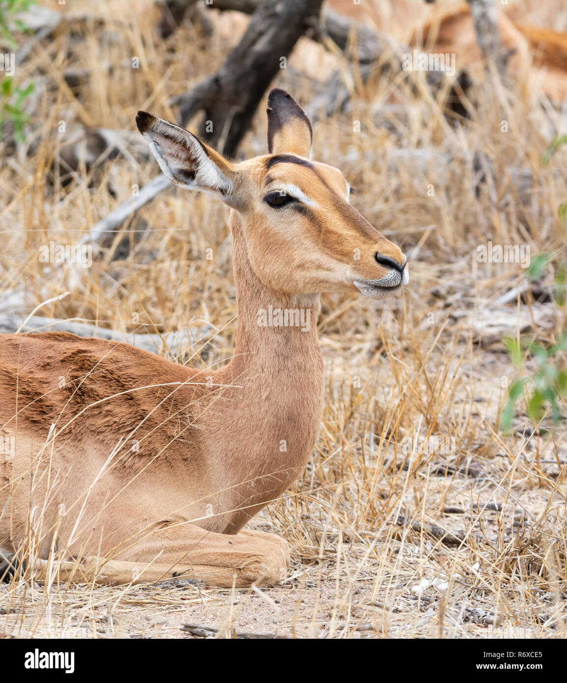 A female Impala in Southern African savanna Stock Photo - Alamy