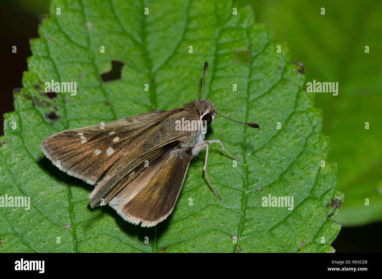 Lerodea hi-res stock photography and images - Alamy
