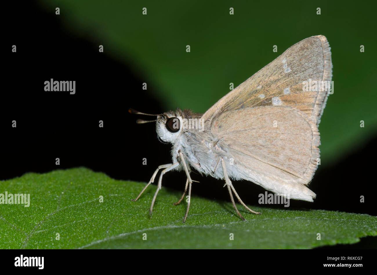Lerodea hi-res stock photography and images - Alamy