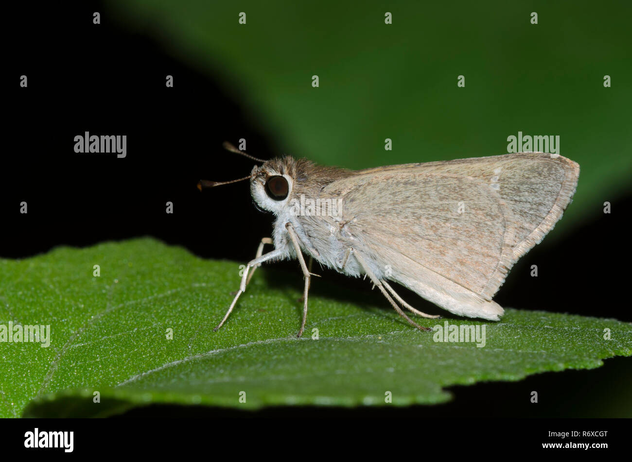 Eufala Skipper, Lerodea eufala Stock Photo - Alamy