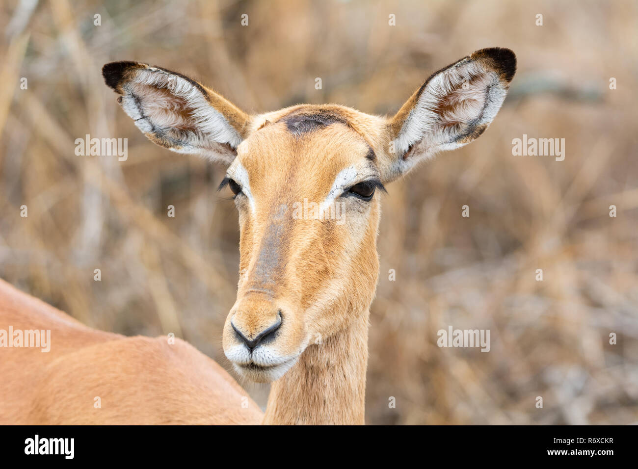 A female Impala in Southern African savanna Stock Photo - Alamy