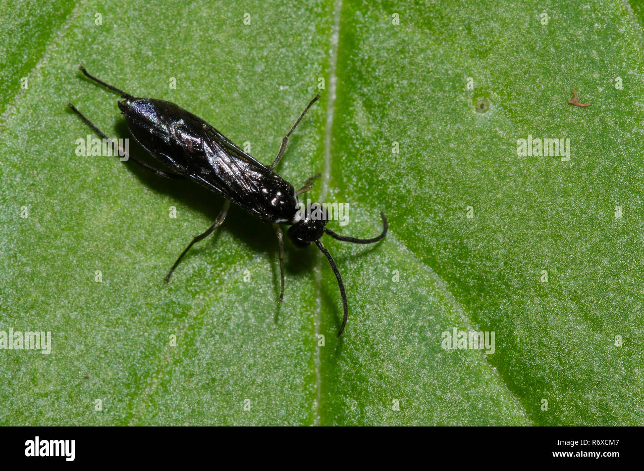 Symphyta group hi-res stock photography and images - Alamy